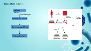 cell line description in detail by krishna | PPTX