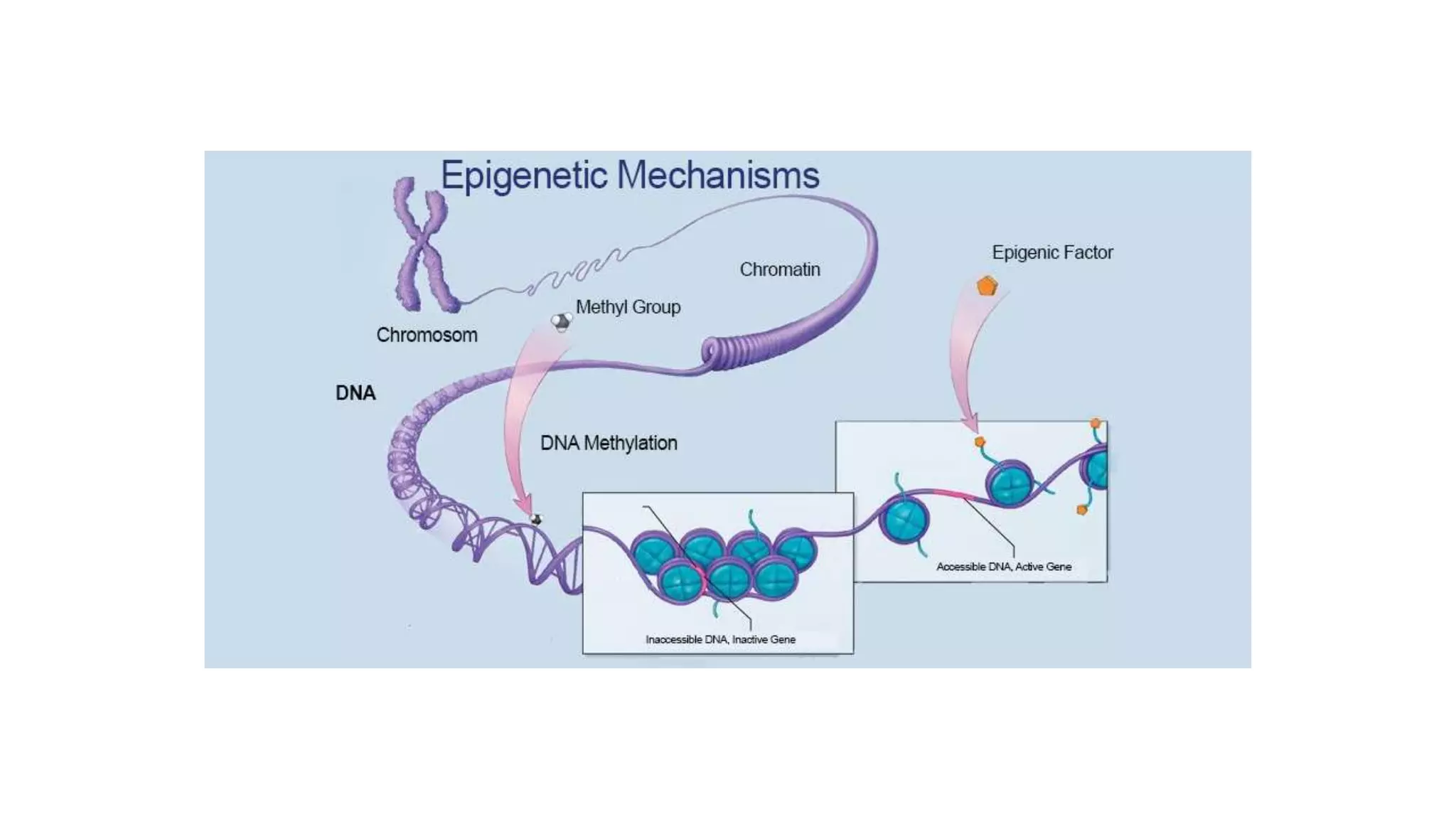 cell lineage and fate | PPTX