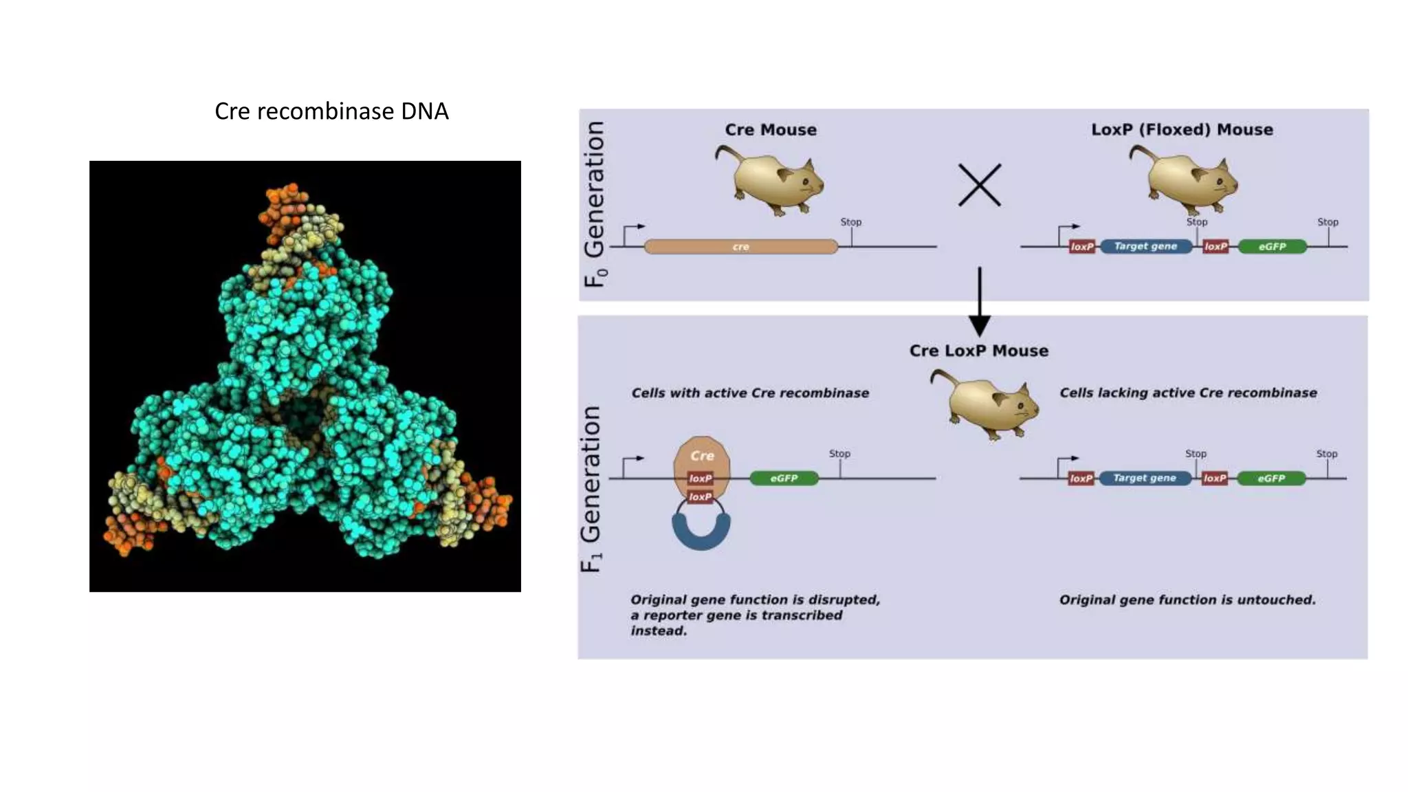 cell lineage and fate | PPTX