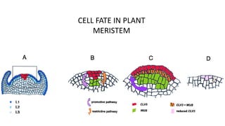 cell lineage and fate | PPTX