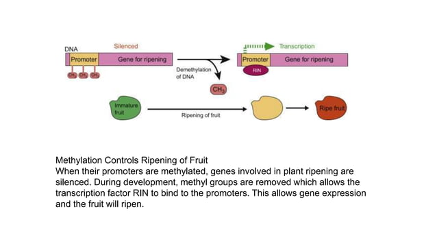 cell lineage and fate | PPTX