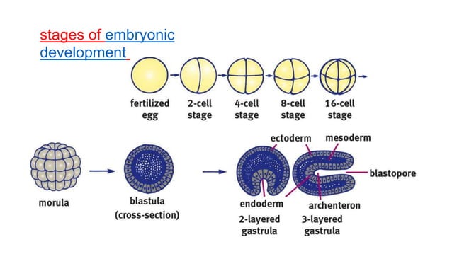 cell lineage and fate | PPTX