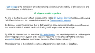 cell lineage and fate | PPTX