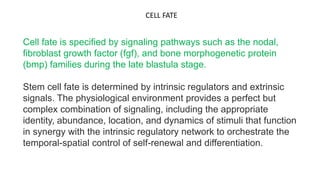 cell lineage and fate | PPTX