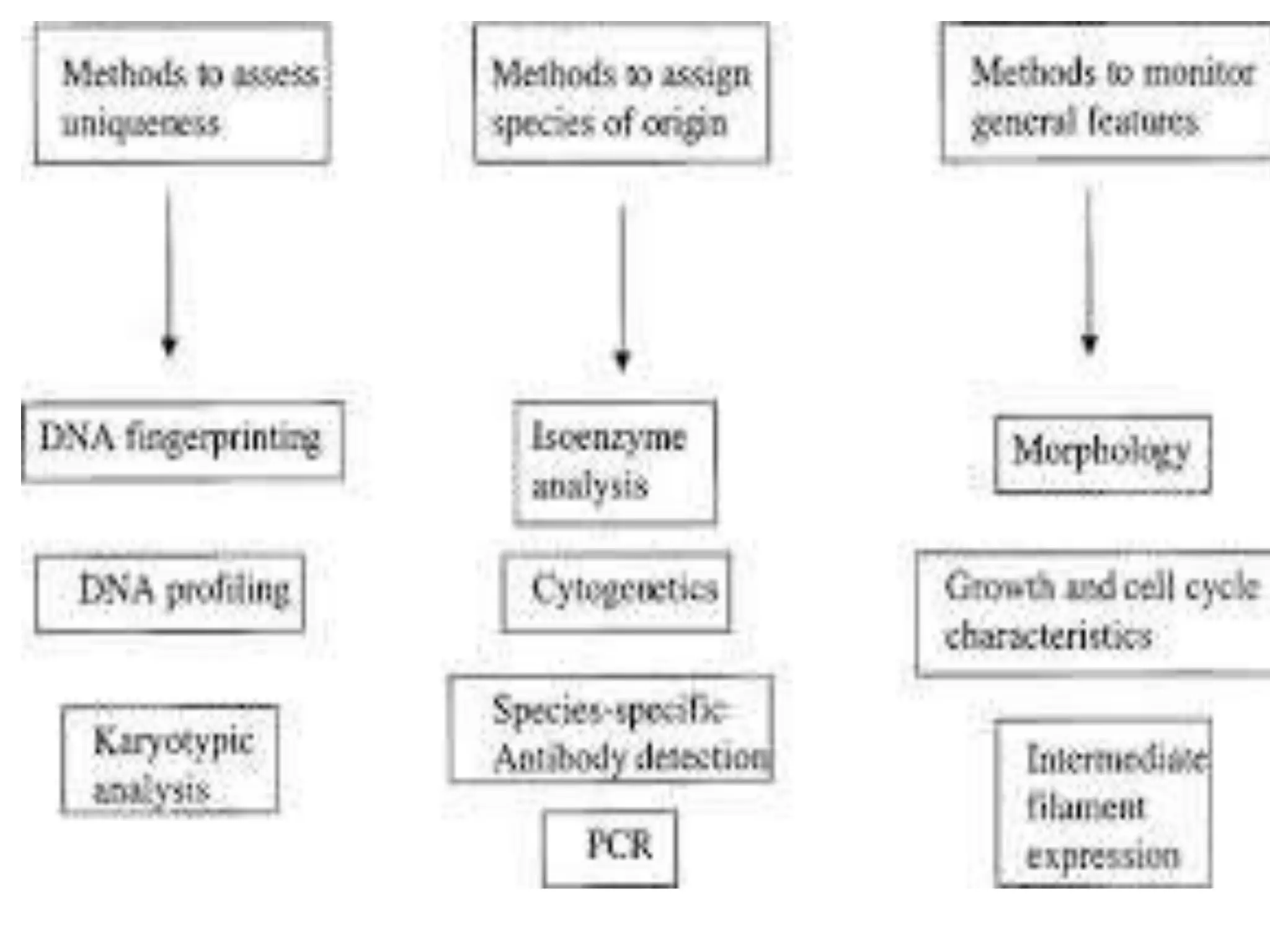 Cell line characterisation | PPTX | Genetics | Science