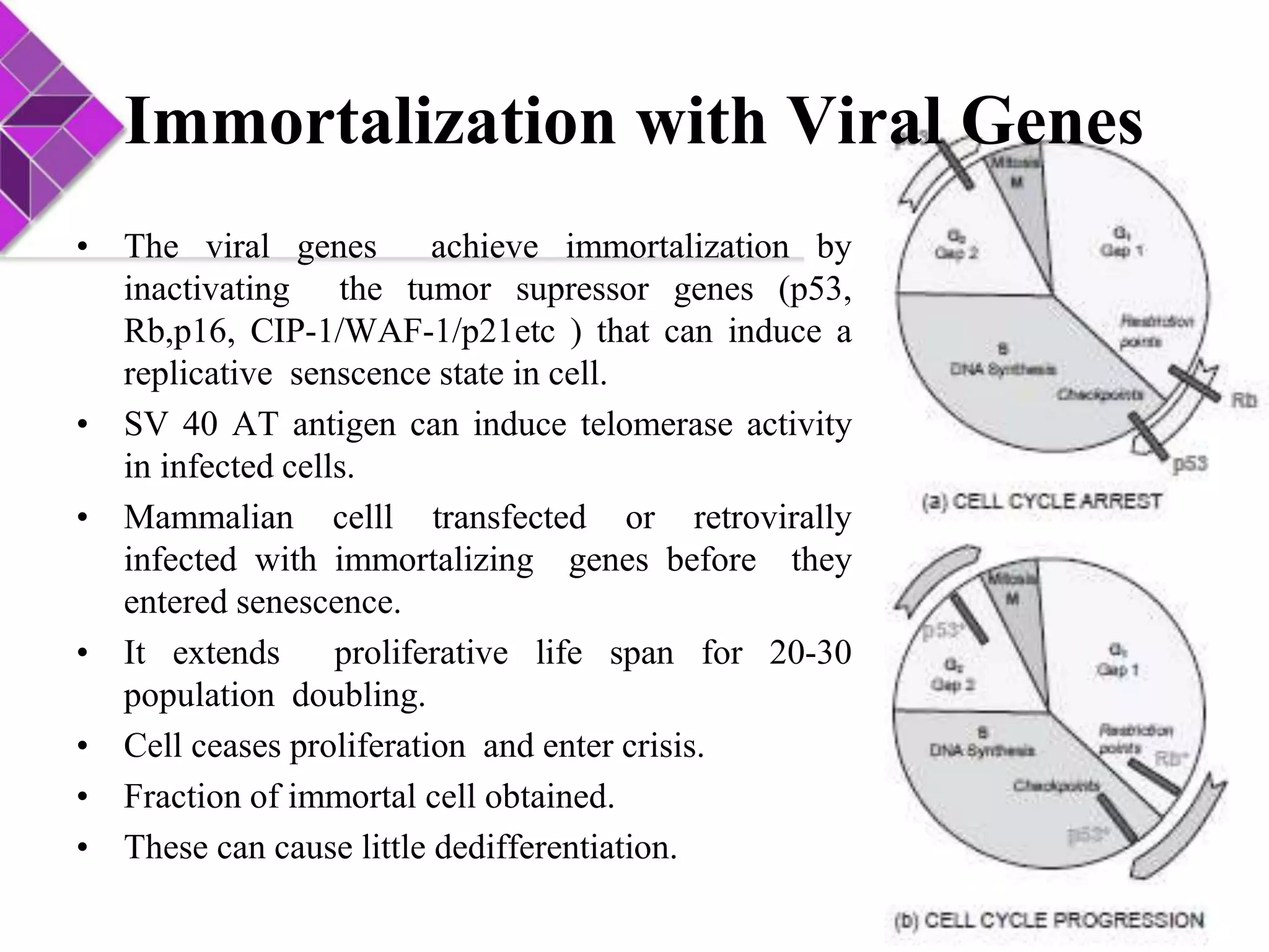 Cell line development | PPTX