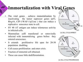 Cell line development | PPTX