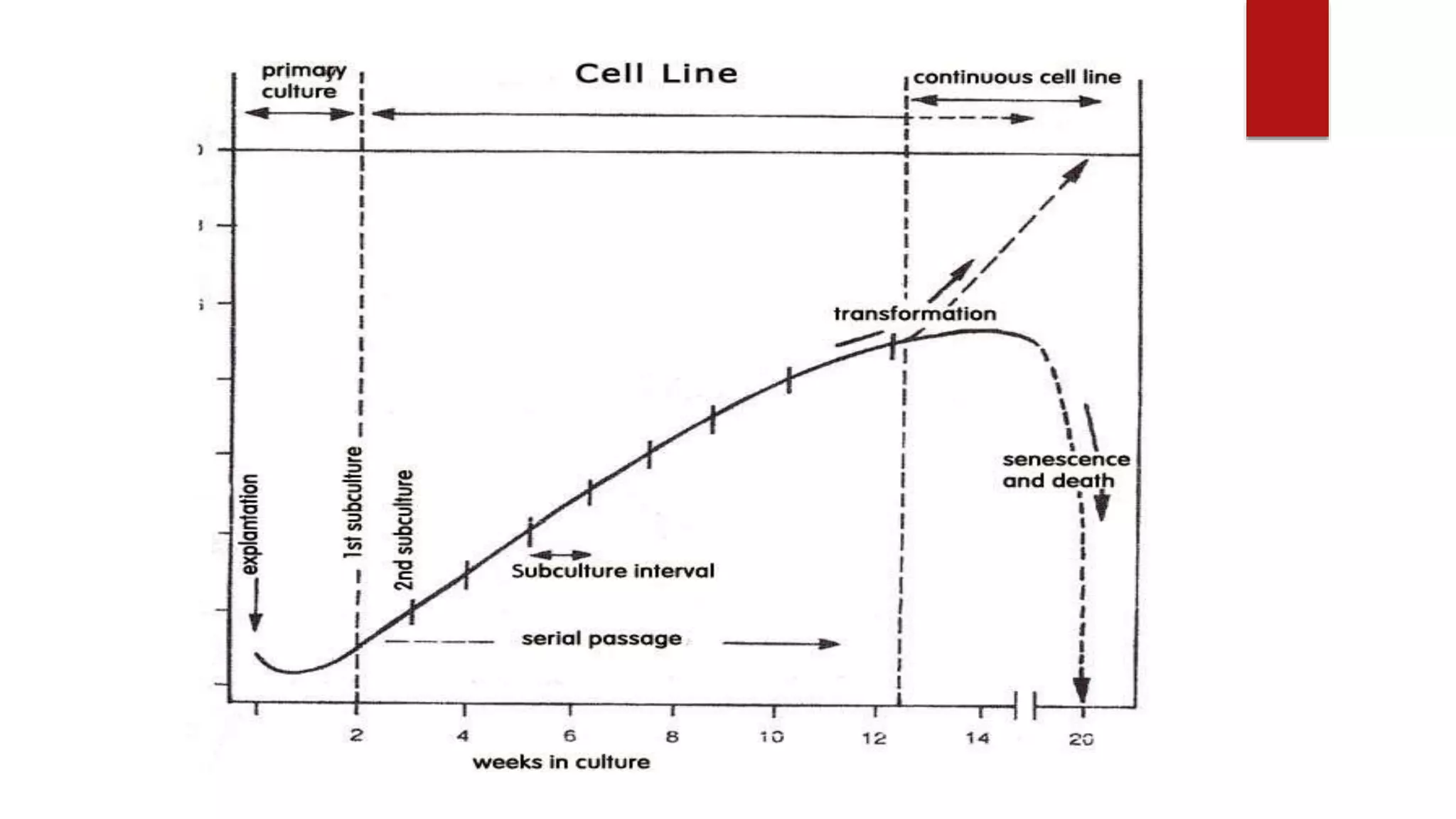 Cell lines | PPTX