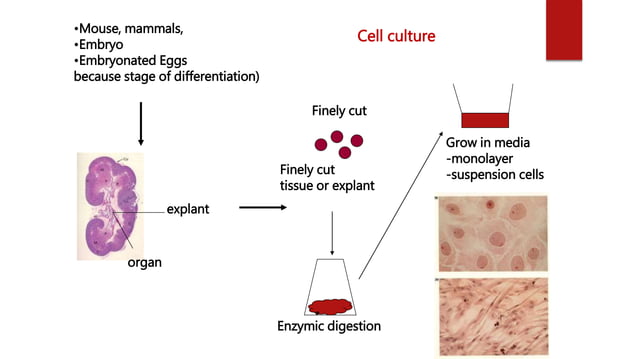 Cell lines | PPTX