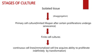 Cell lines | PPTX