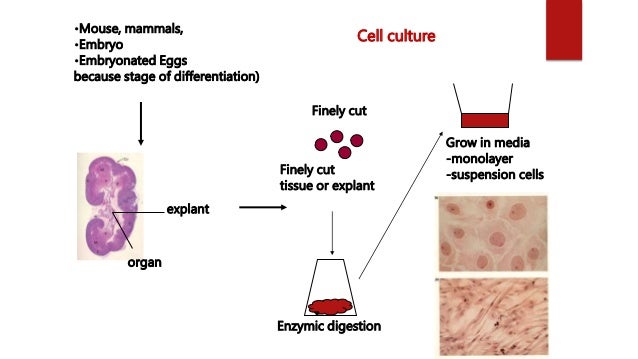 Cell lines
