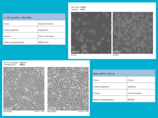 Cell lines: Cancerous Origin | PDF