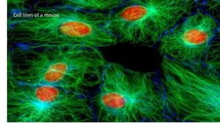 Cell lines and maintanence | PPTX
