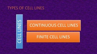 Cell lines and maintanence | PPTX