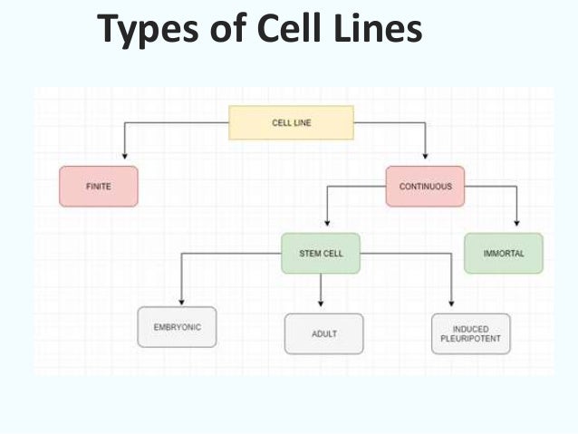 Cell lines seminar
