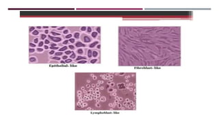 Cell line study | PPTX