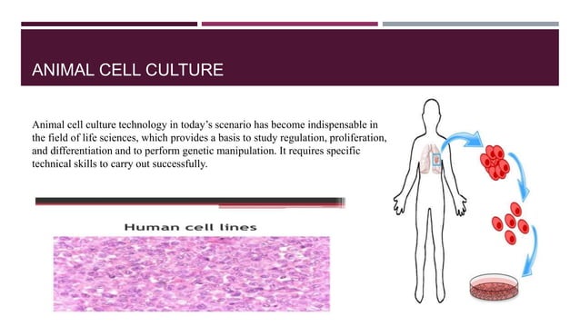 Cell line study | PPTX