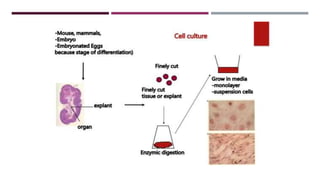 Cell line study | PPTX