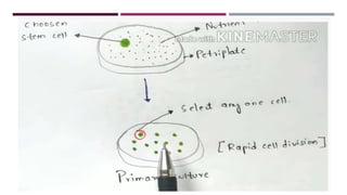 Cell line study | PPTX