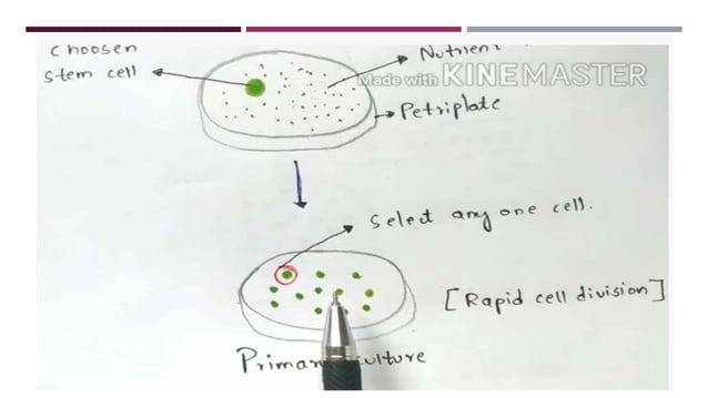 Cell line study | PPTX