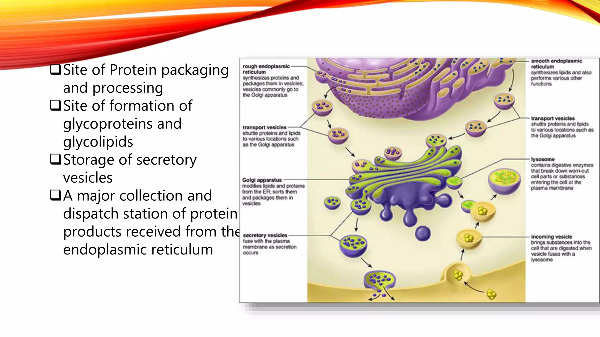 Human Cell - Structure and Clinical anatomy | PPT