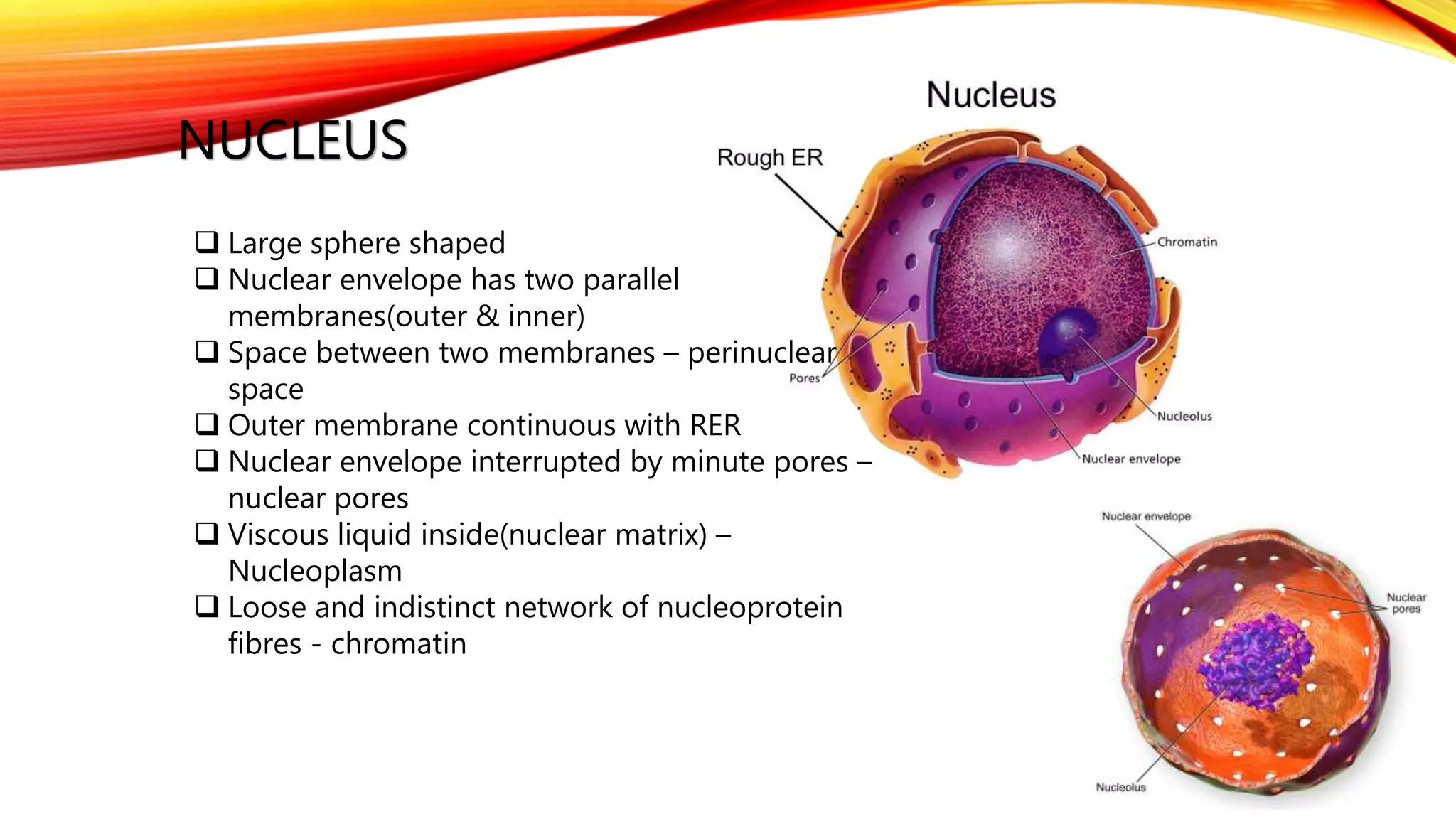 Human Cell - Structure and Clinical anatomy | PPTX