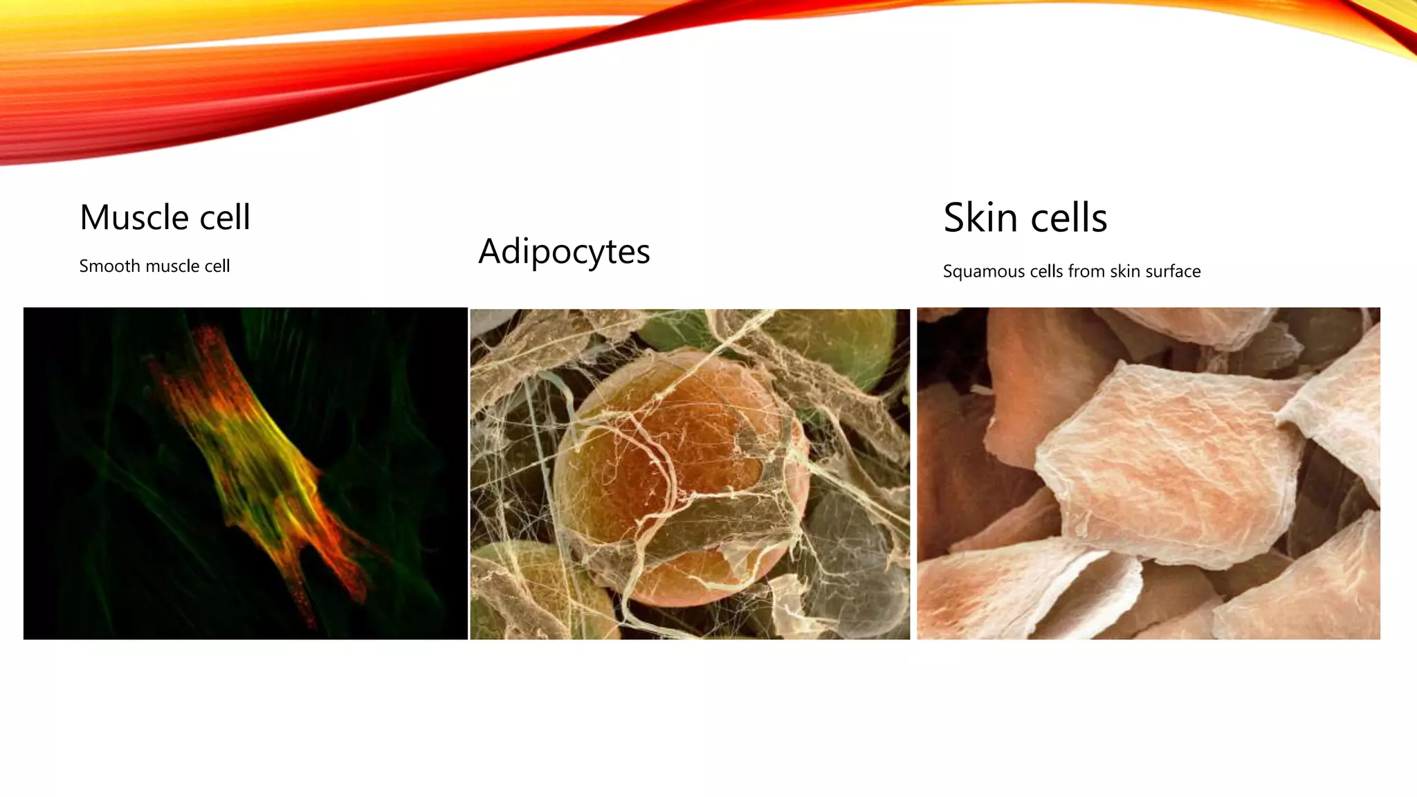 Human Cell - Structure and Clinical anatomy | PPTX