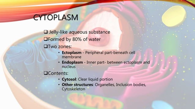 Human Cell - Structure and Clinical anatomy | PPT