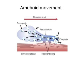 Amoeboid Movement