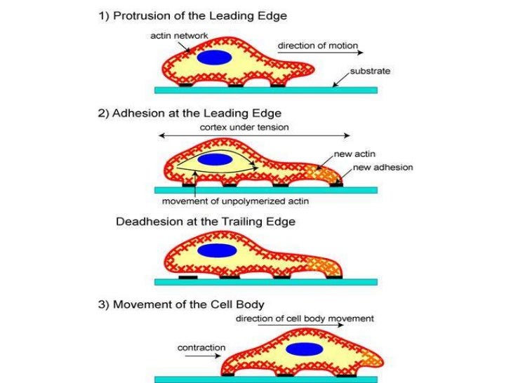 Cell locomotion