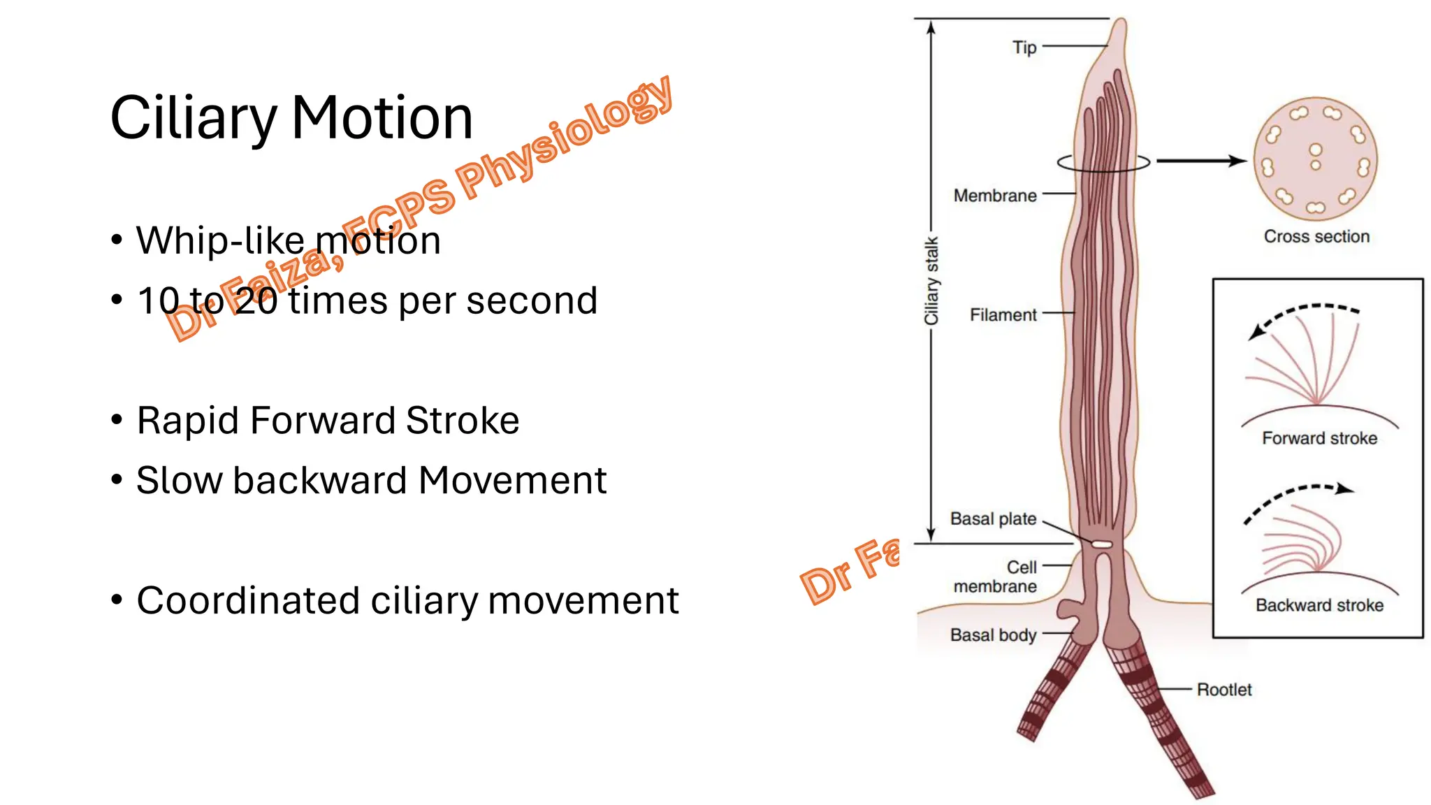Cell locomotion (Ameboid/ciliary/flagellar movement) | PDF