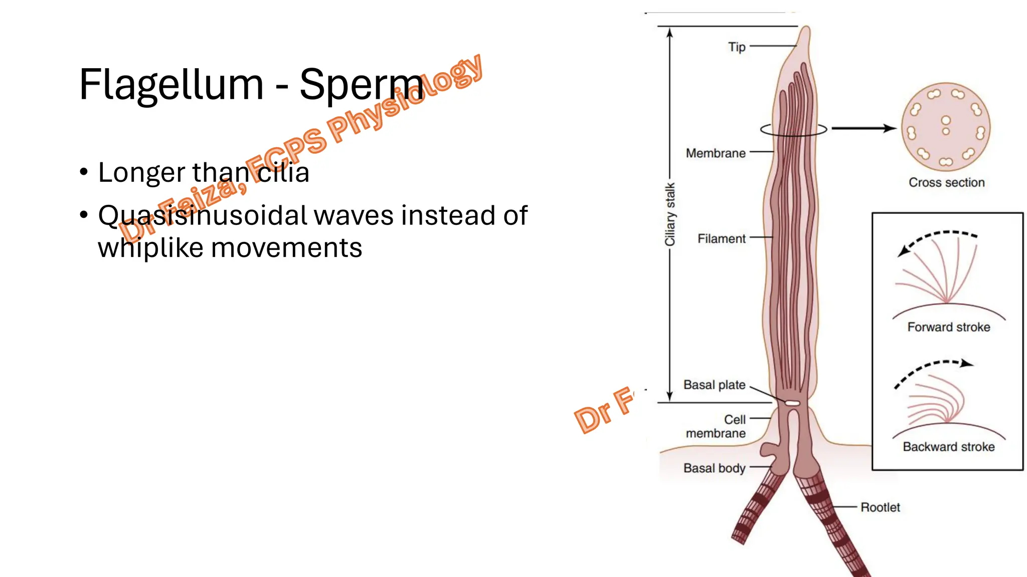 Cell locomotion (Ameboid/ciliary/flagellar movement) | PDF
