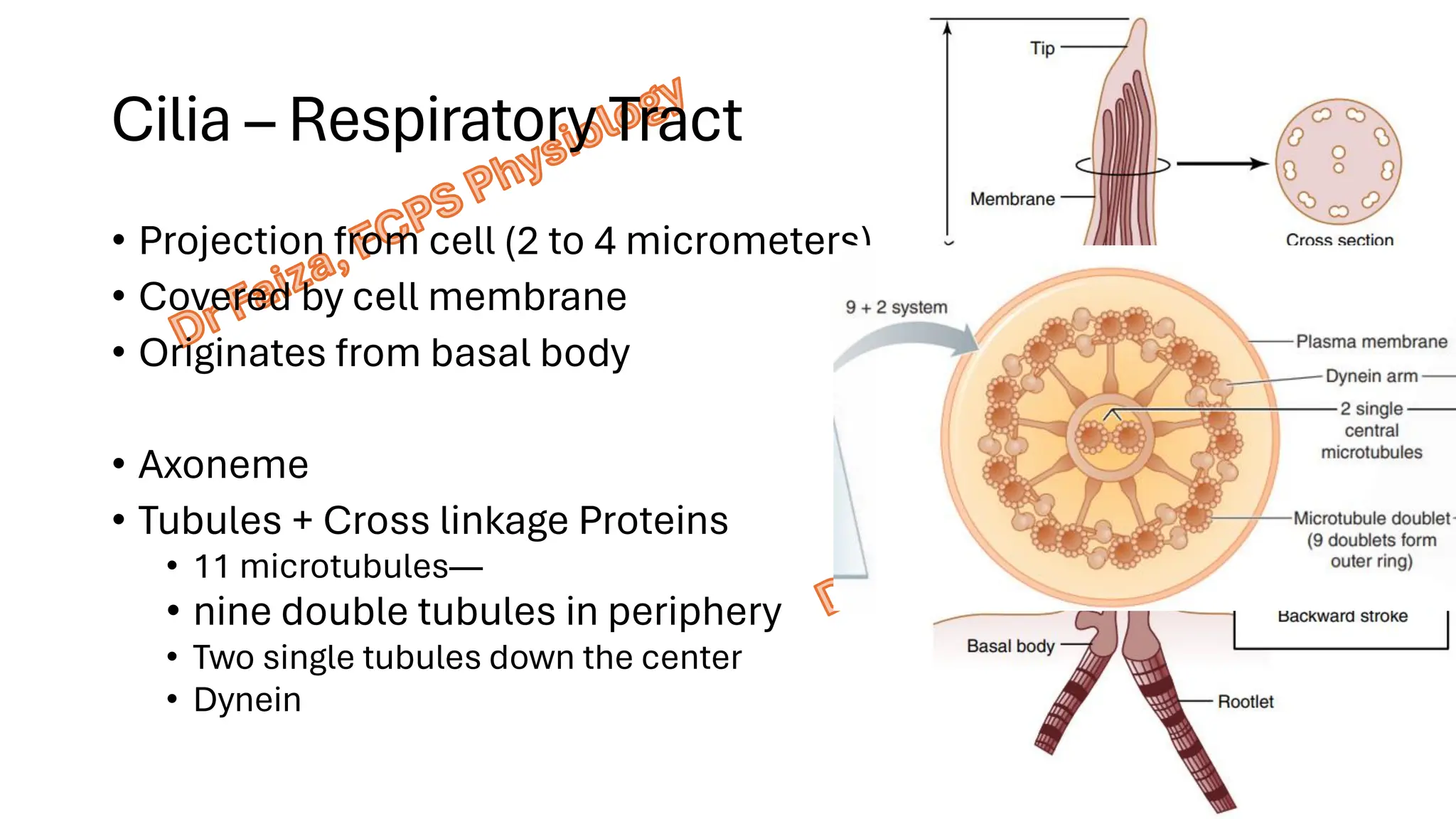 Cell locomotion (Ameboid/ciliary/flagellar movement) | PDF