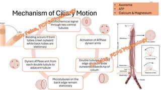 Cell locomotion (Ameboid/ciliary/flagellar movement) | PDF