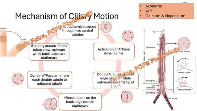 Cell locomotion (Ameboid/ciliary/flagellar movement) | PDF | Biological ...