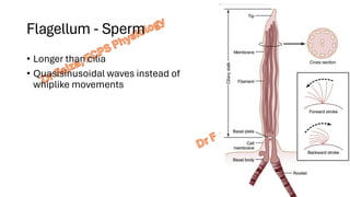 Cell locomotion (Ameboid/ciliary/flagellar movement) | PDF | Biological ...