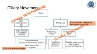 Cell locomotion (Ameboid/ciliary/flagellar movement) | PDF | Biological ...