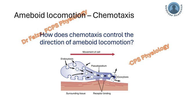 Cell locomotion (Ameboid/ciliary/flagellar movement) | PDF | Biological ...