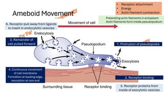 Cell locomotion (Ameboid/ciliary/flagellar movement) | PDF