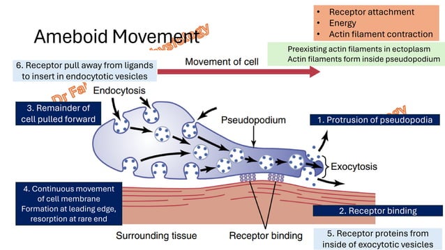 Cell locomotion (Ameboid/ciliary/flagellar movement) | PDF | Biological ...