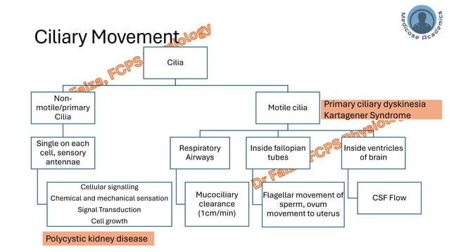 Cell locomotion (Ameboid/ciliary/flagellar movement) | PDF | Biological ...