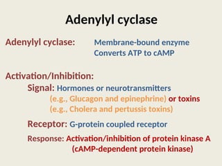 CELLL SIGNALLING ADENYL CYCLASE AND INOSITOL PHOSPHATIDYL SYSTEM | PPT