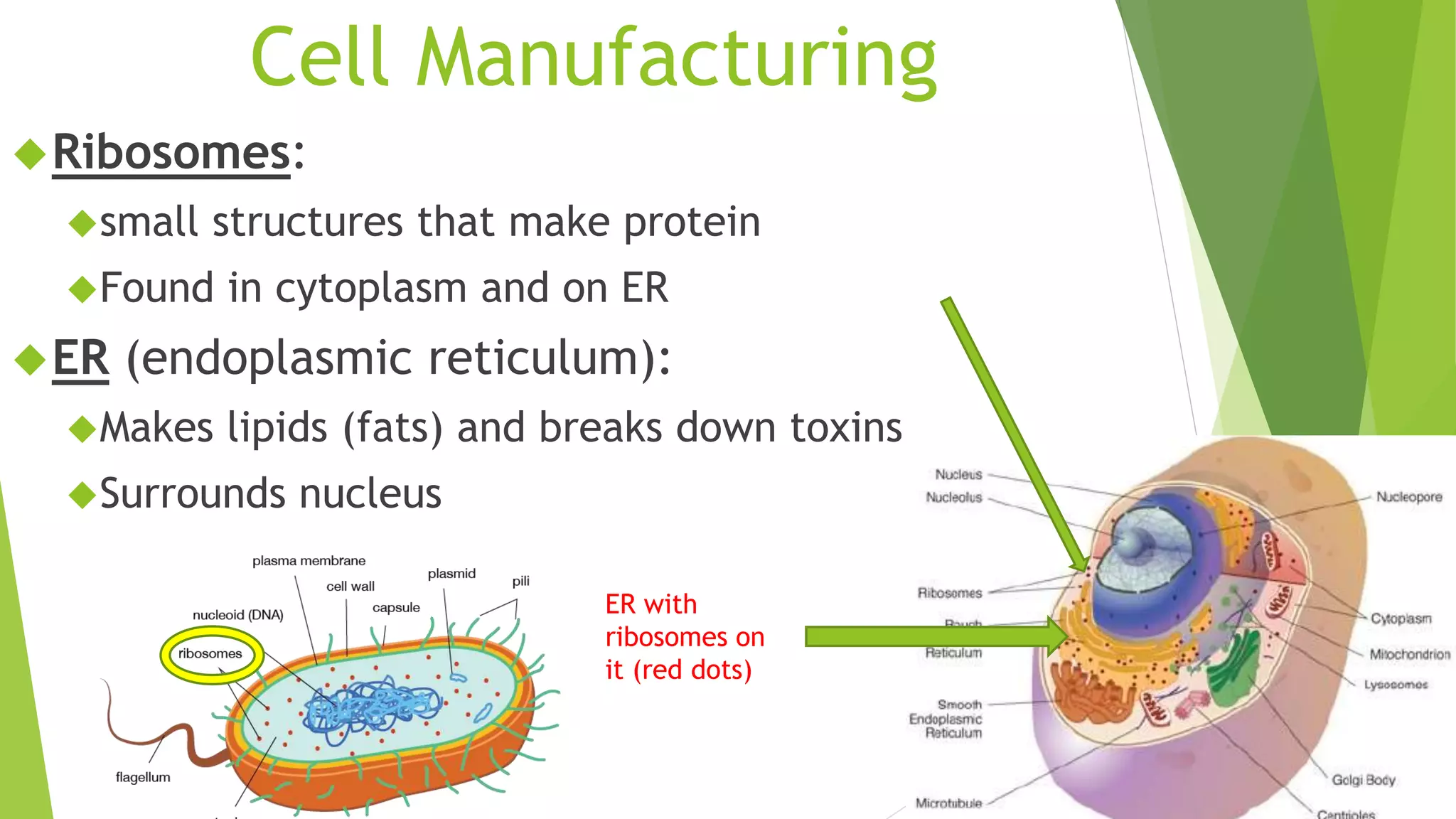 Cell making and storage 7th | PPTX
