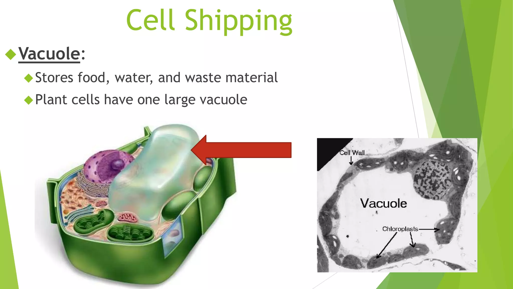 Cell making and storage 7th | PPTX