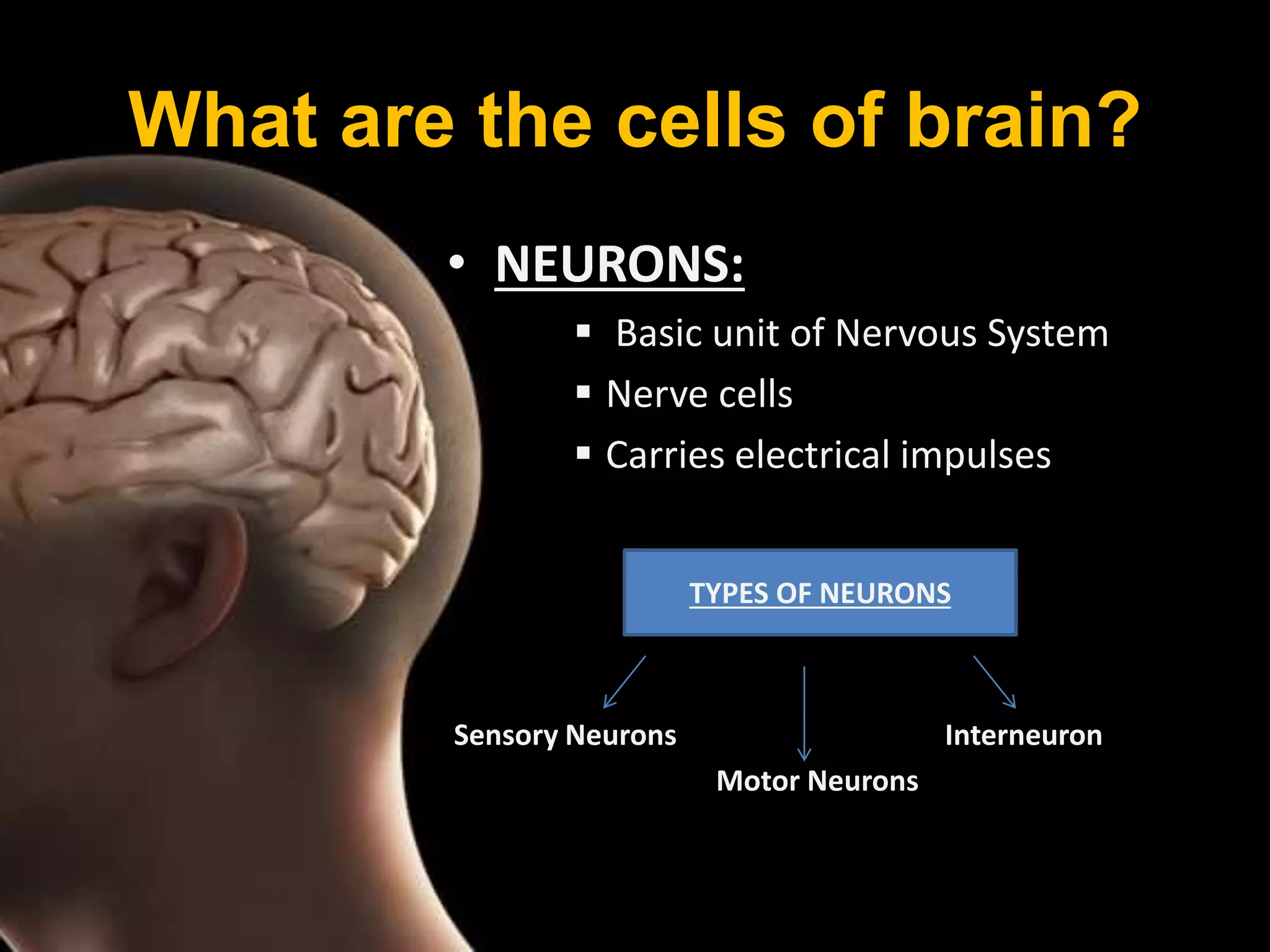 Cell mechanism of brain function | PPTX