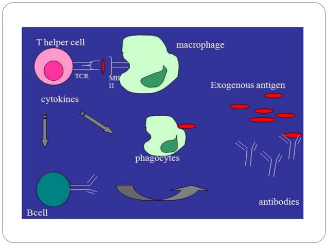 Cell mediated & humoral immunity | PPTX