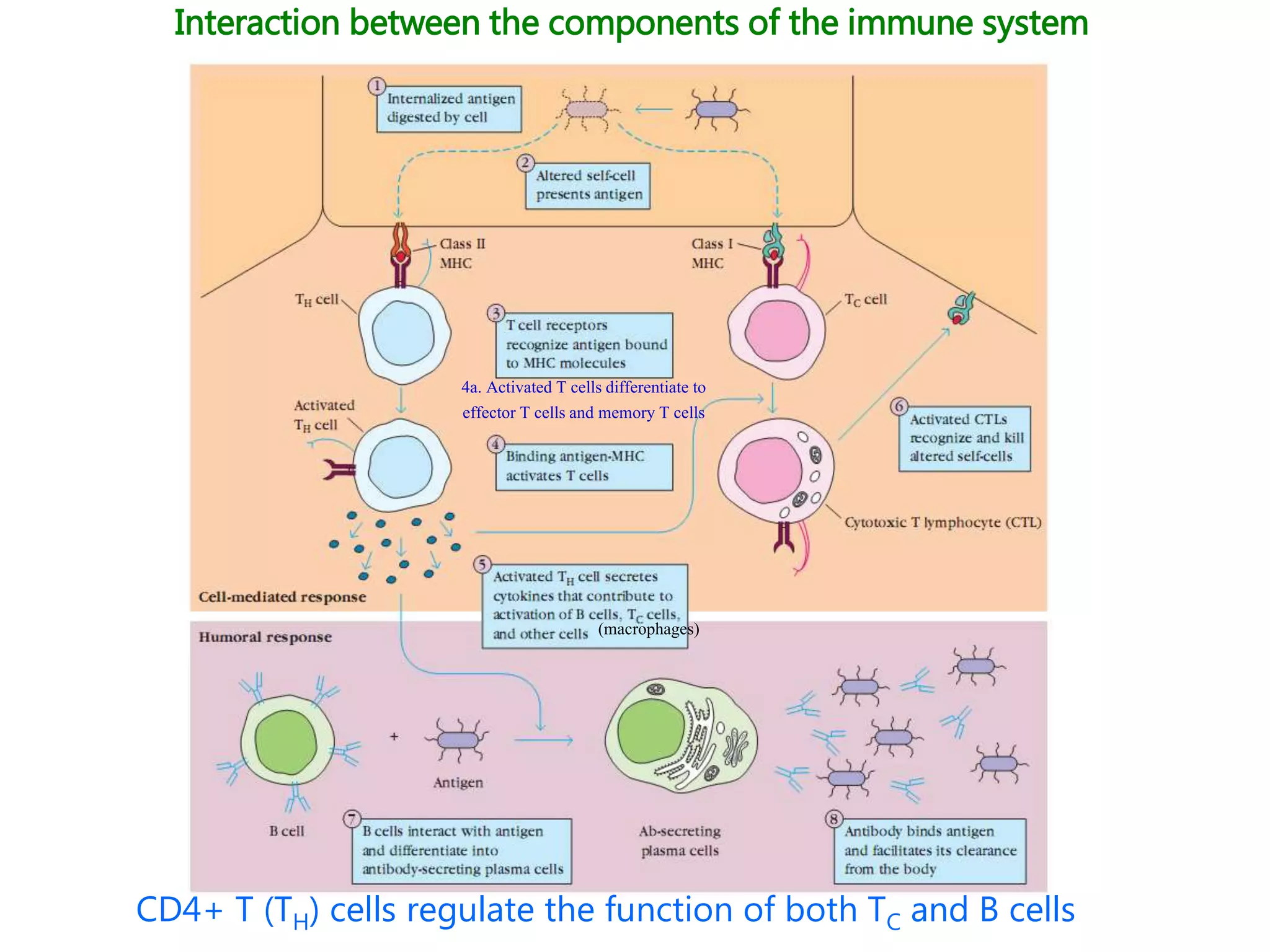 Cell mediated immune response | PPTX