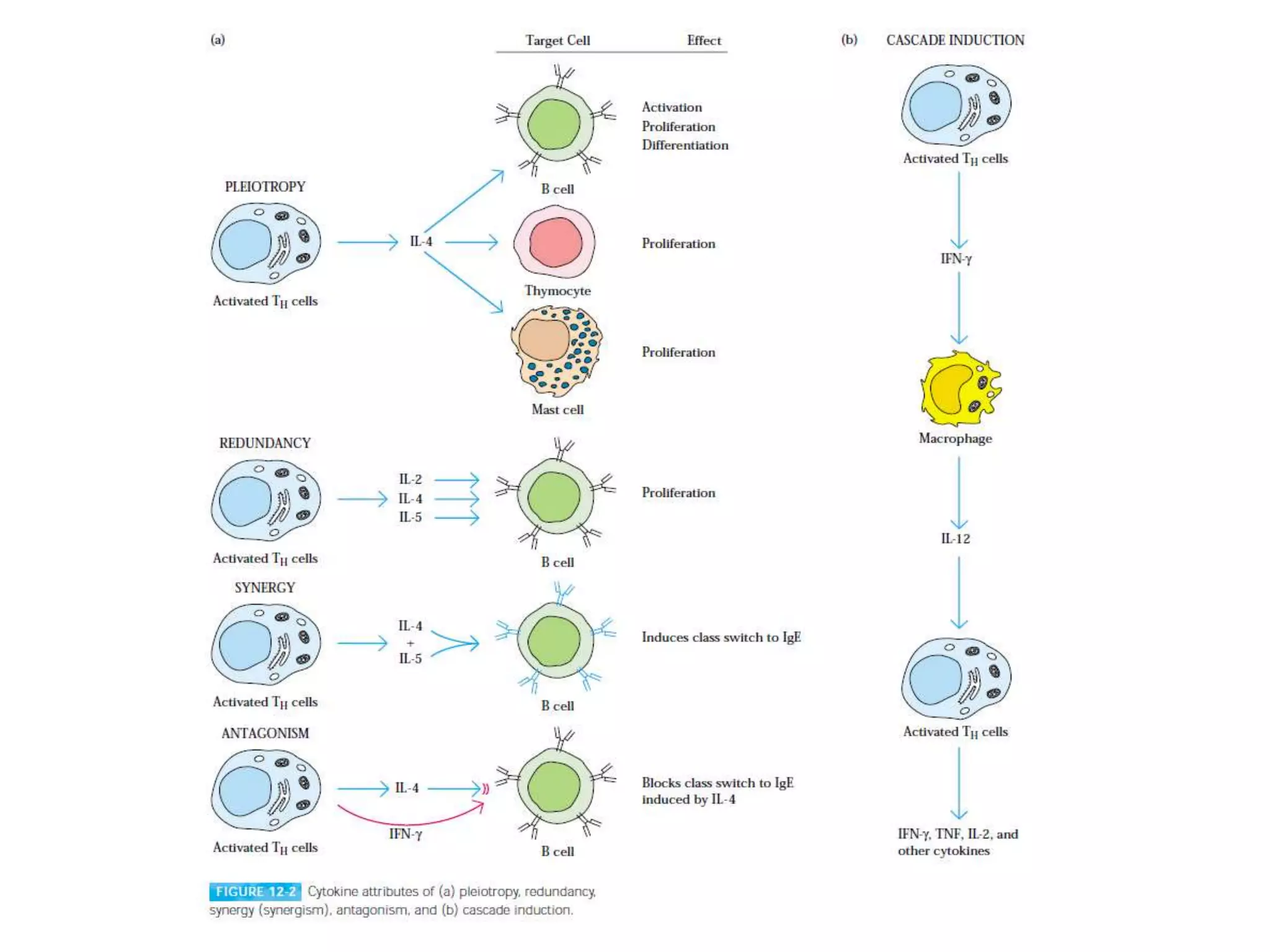 Cell mediated immune response | PPTX