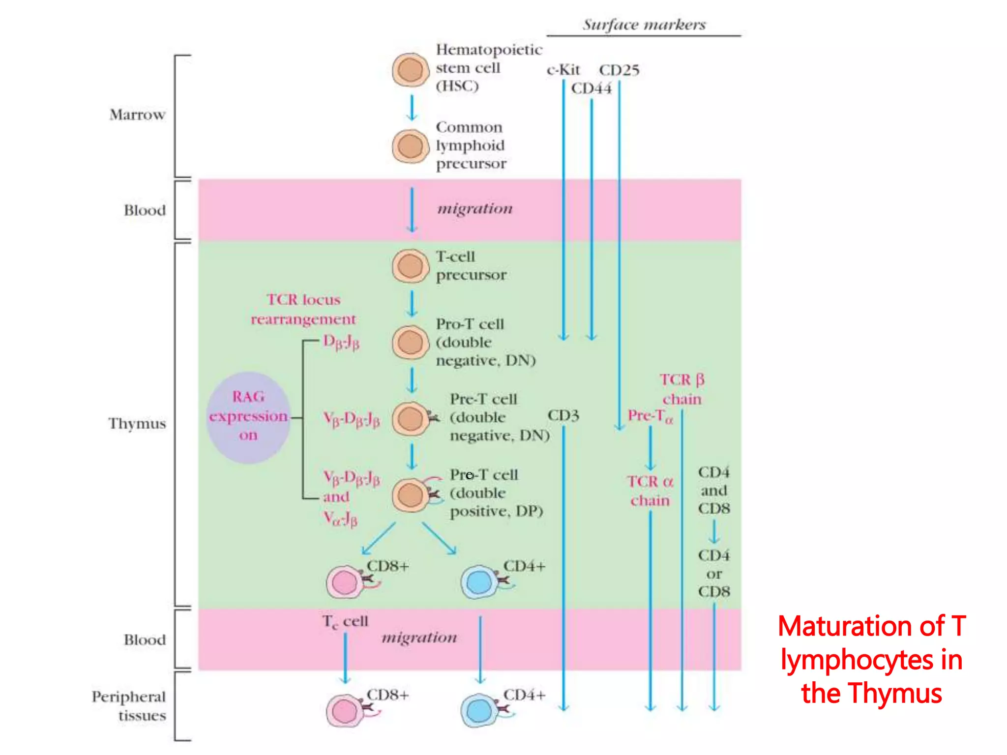 Cell mediated immune response | PPTX