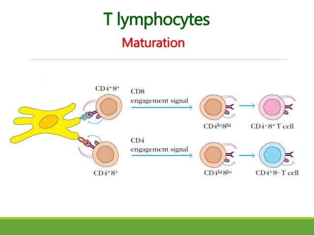 Cell mediated immune response | PPTX | Chemistry | Science